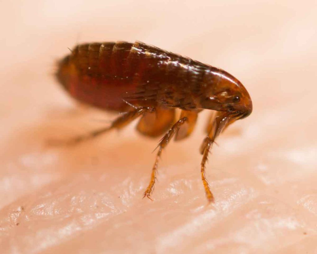 Fleas & Ticks - Blue Diamond Pest Control